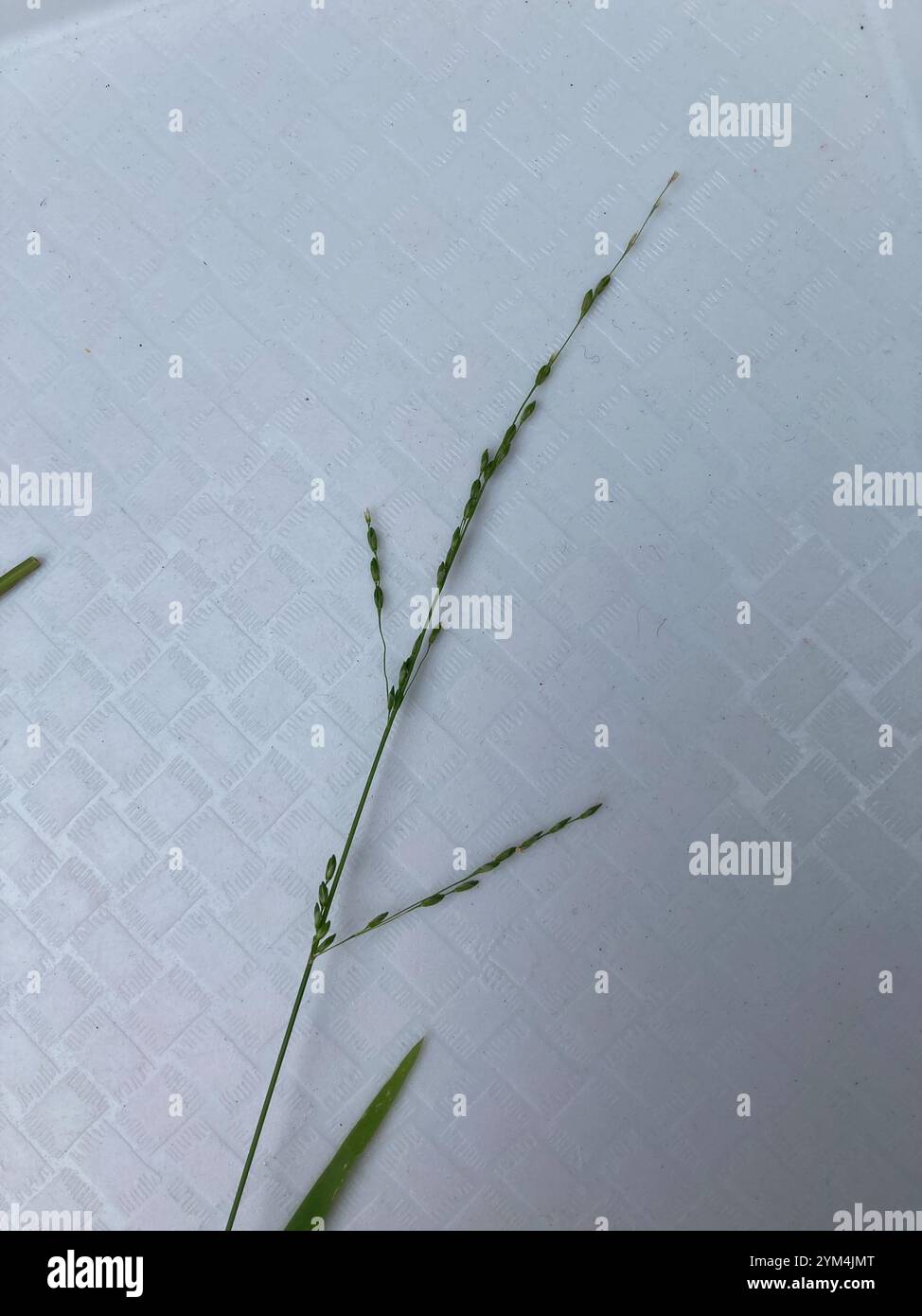 panic veldtgrass (Ehrharta erecta Stock Photo - Alamy