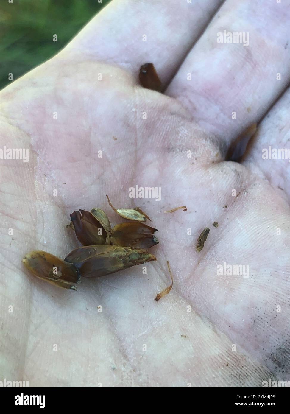 Carolina Yellow-eyed Grass (Xyris caroliniana Stock Photo - Alamy