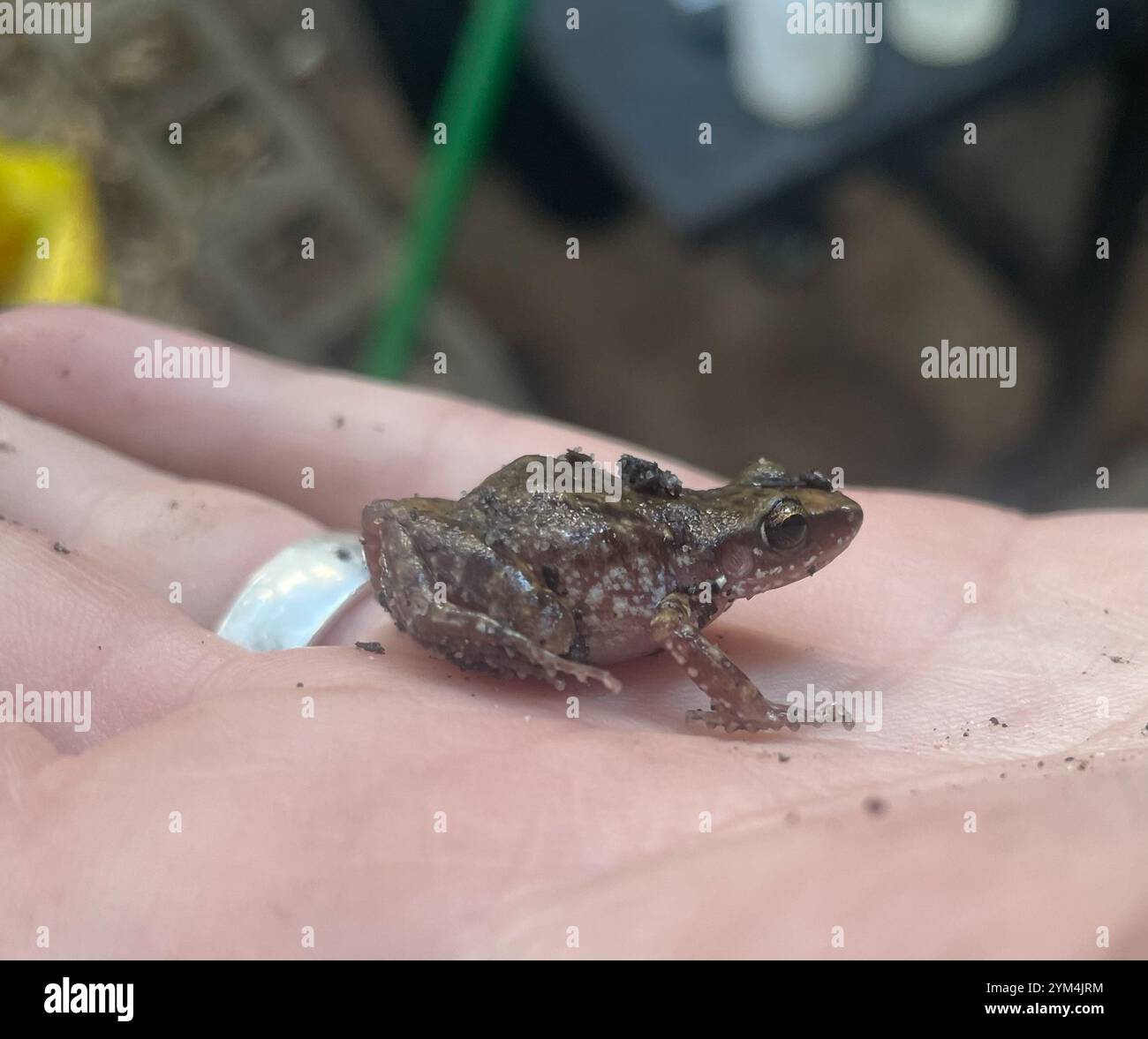 Rain Frogs (Eleutherodactylus Stock Photo - Alamy