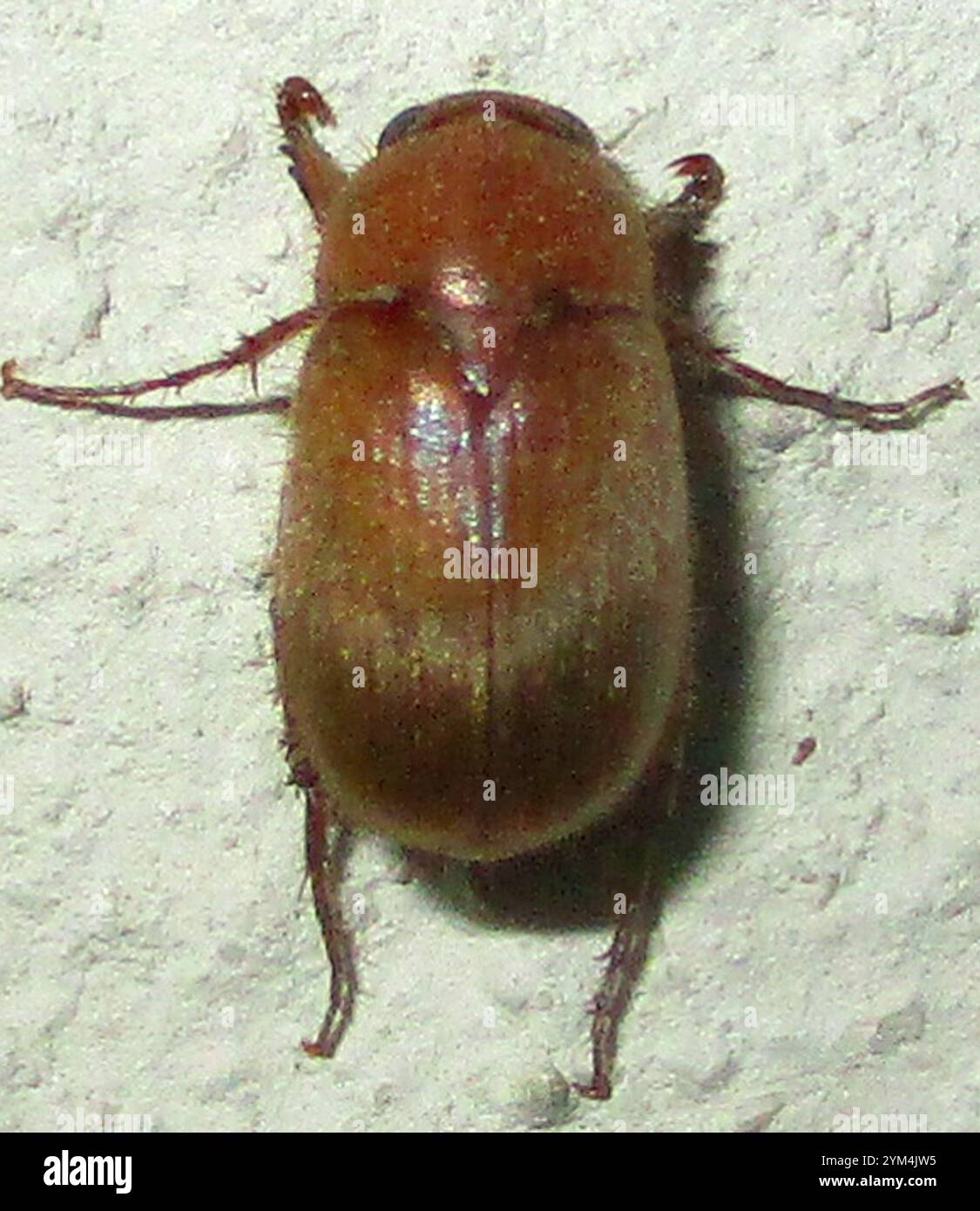 June Beetles (Melolonthinae Stock Photo - Alamy