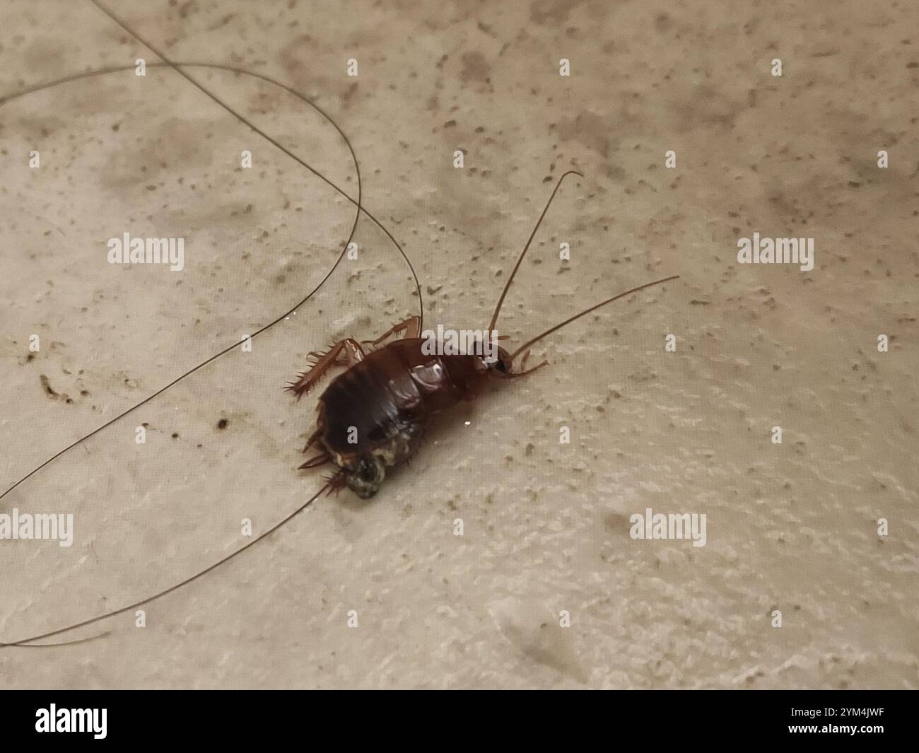 Cockroaches and Termites (Blattodea Stock Photo - Alamy