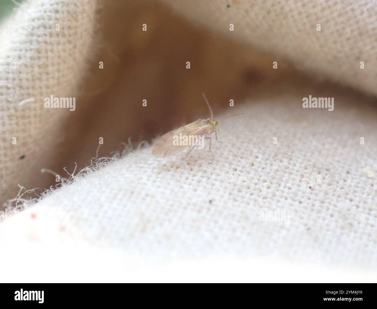 Barklice, Booklice, and Parasitic Lice (Psocodea Stock Photo - Alamy