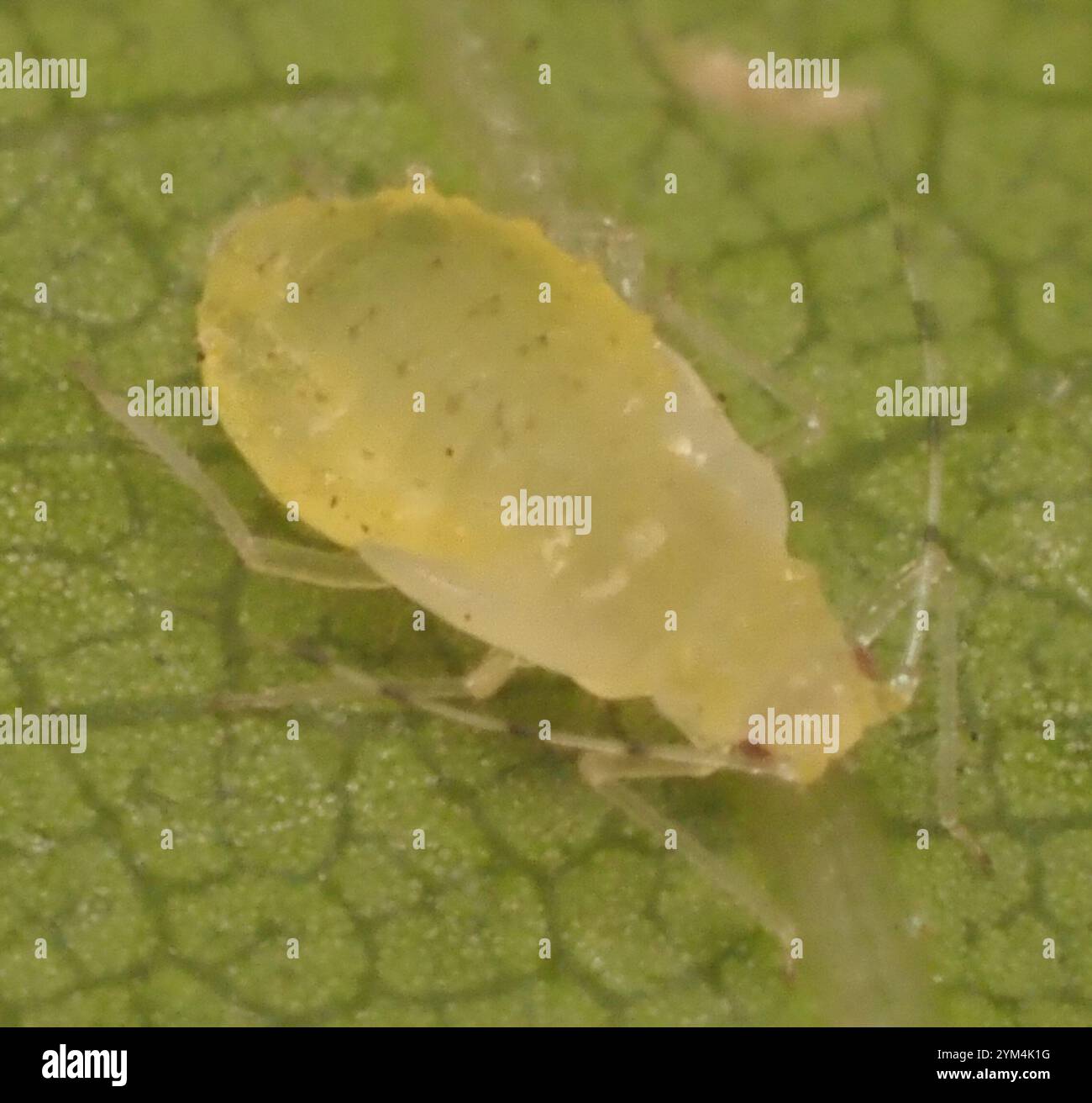 Black-bordered oak aphid (Lineomyzocallis walshii Stock Photo - Alamy
