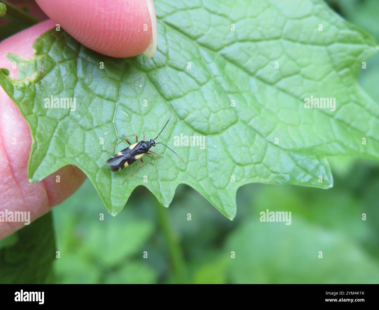 four-spotted plant bug (Dryophilocoris flavoquadrimaculatus Stock Photo ...
