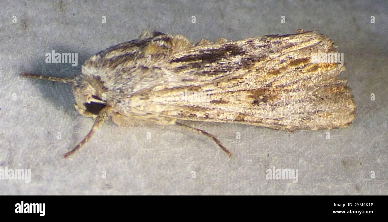 Southern armyworm moth hi-res stock photography and images - Alamy
