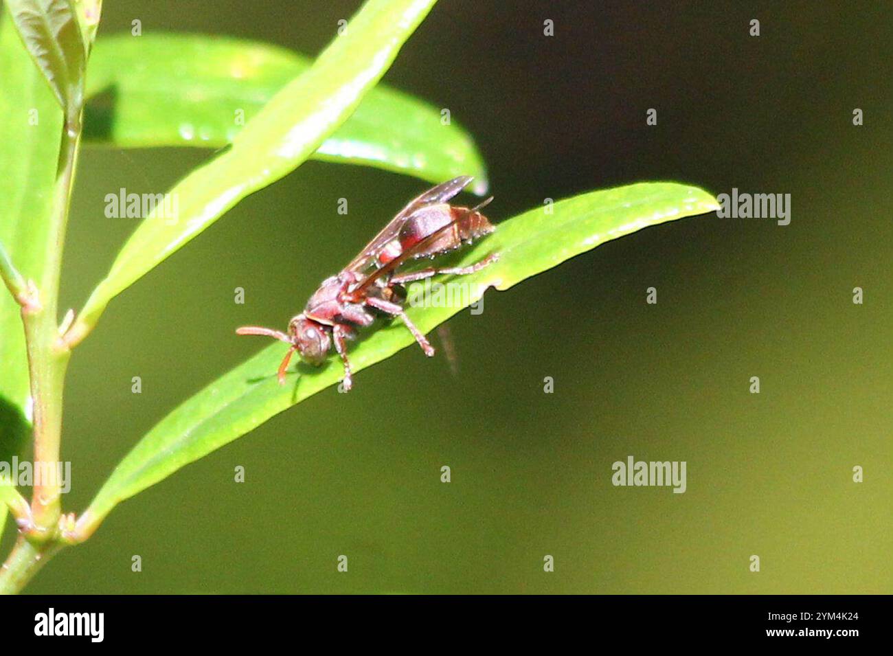 Small Paper Wasps (Ropalidia Stock Photo - Alamy