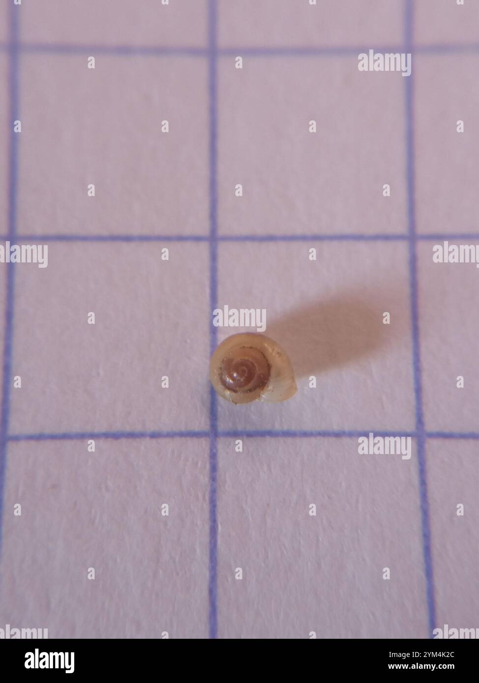 Iroquois Vallonia (Vallonia excentrica Stock Photo - Alamy