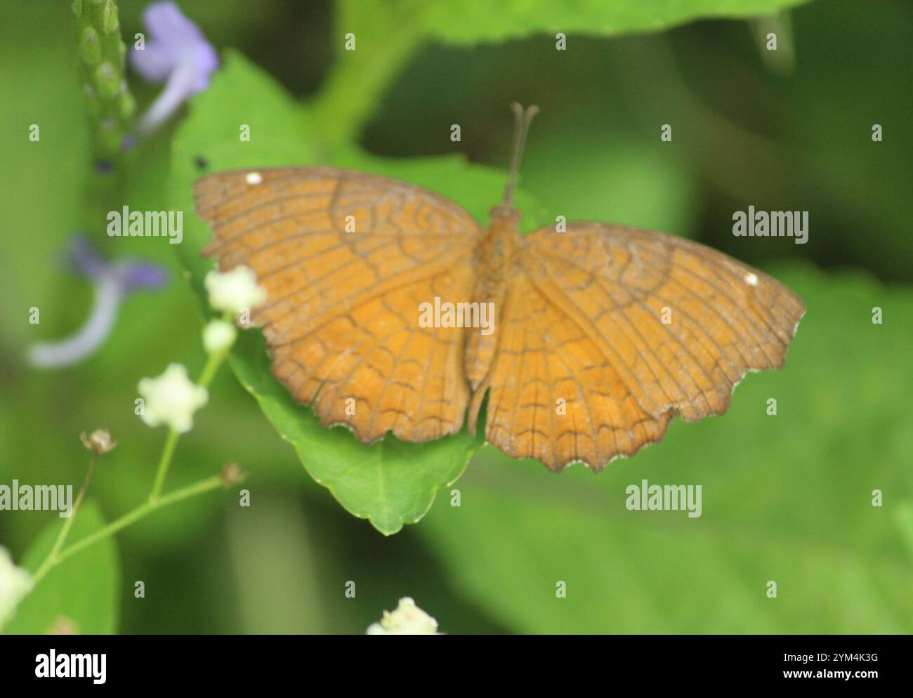 Angled Castor (Ariadne ariadne Stock Photo - Alamy