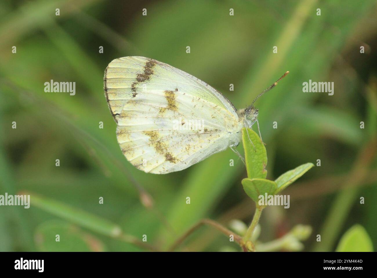 Colotis aurora hi-res stock photography and images - Alamy