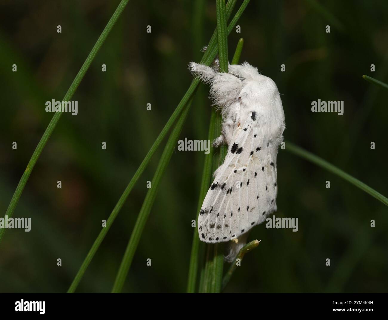 Dot-lined White (Artace cribrarius Stock Photo - Alamy