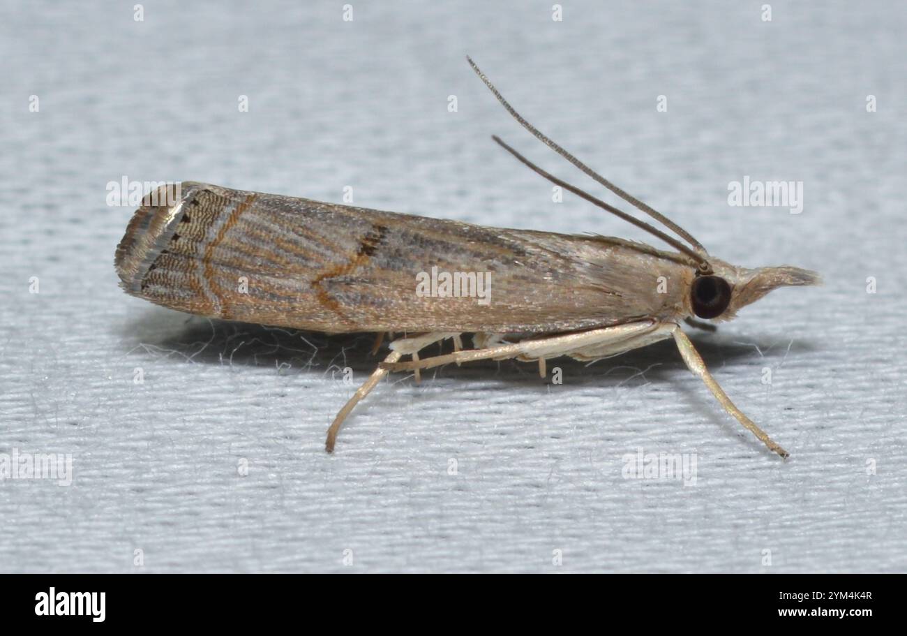 Bluegrass Webworm Moth (Parapediasia teterrellus Stock Photo - Alamy