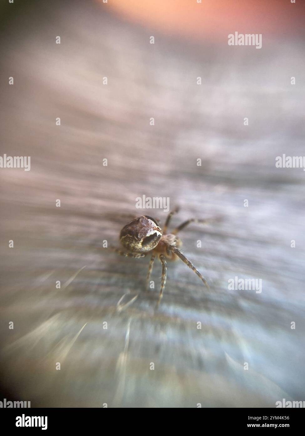 Evergreen Orbweaver (Araneus sturmi Stock Photo - Alamy