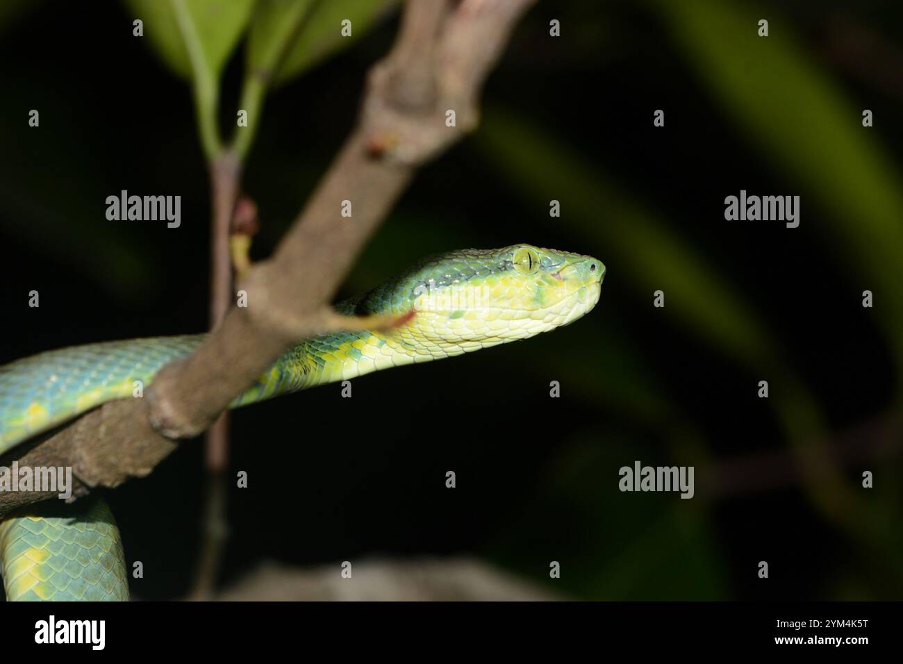 Common Bamboo Viper (Craspedocephalus gramineus Stock Photo - Alamy