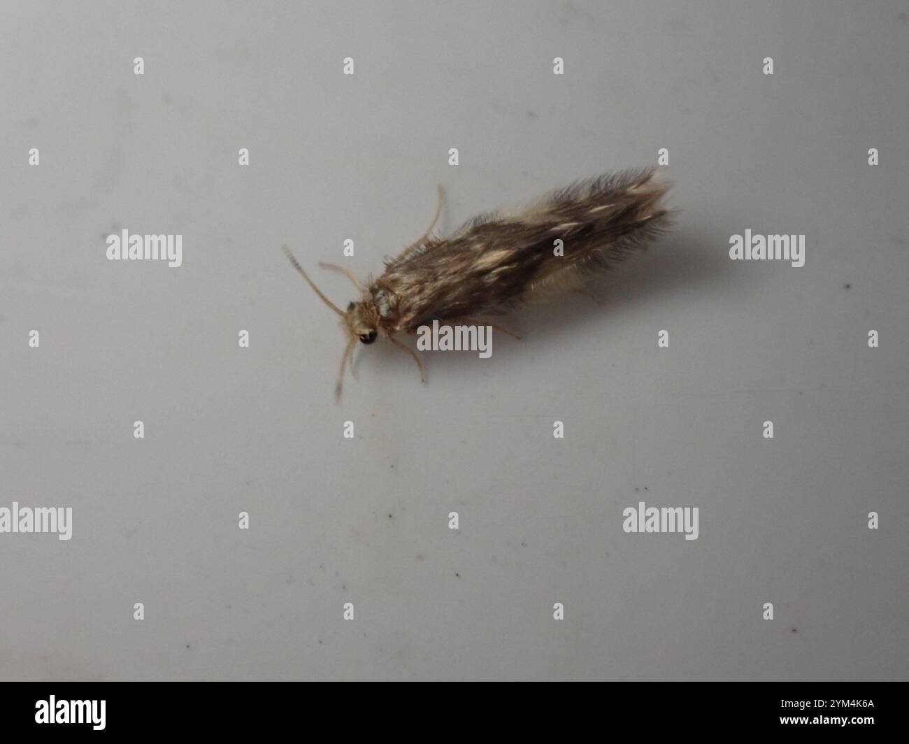 Hydroptilidae hi-res stock photography and images - Alamy