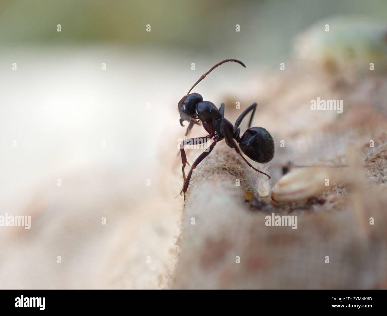 fusca-group Field Ants and Allies (Formica fusca Stock Photo - Alamy