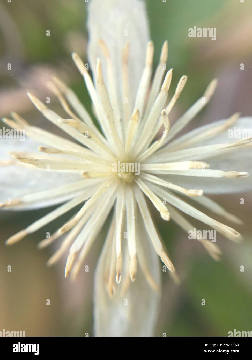 Pipestem Clematis (Clematis lasiantha Stock Photo - Alamy