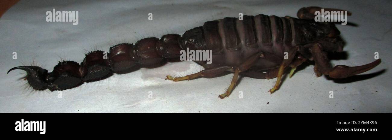 Parabuthus transvaalicus hi-res stock photography and images - Alamy