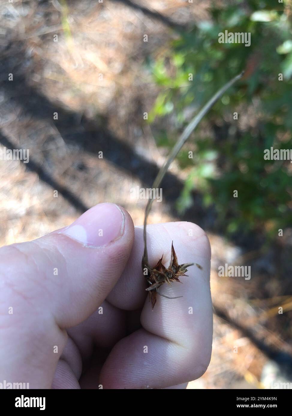 Whip Nutrush (Scleria triglomerata Stock Photo - Alamy