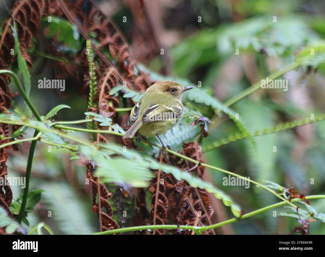 Scale-crested Pygmy-Tyrant (Lophotriccus pileatus Stock Photo - Alamy
