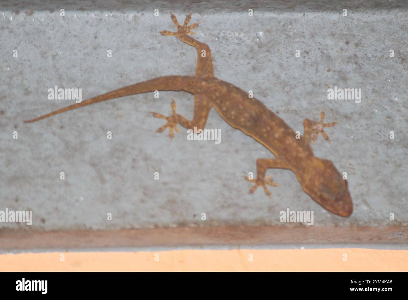 House Geckos (Hemidactylus Stock Photo - Alamy