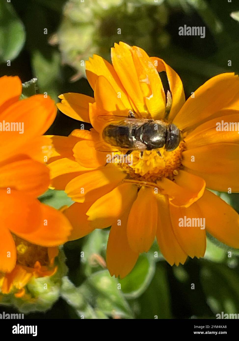 Common Lagoon Fly (Eristalinus aeneus Stock Photo - Alamy