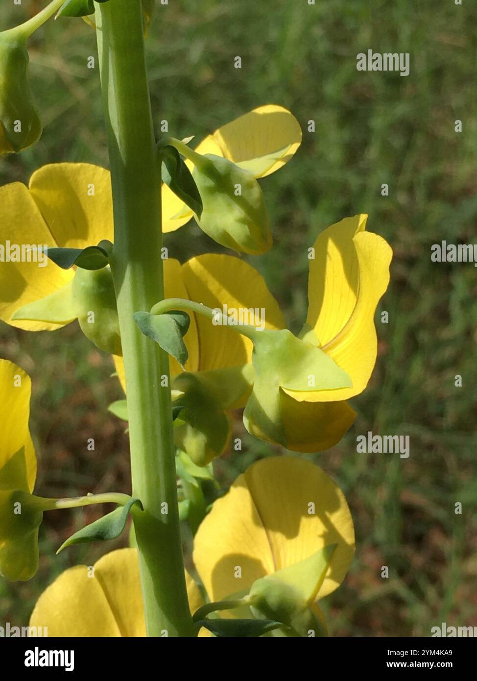 Showy Rattlebox (Crotalaria spectabilis Stock Photo - Alamy