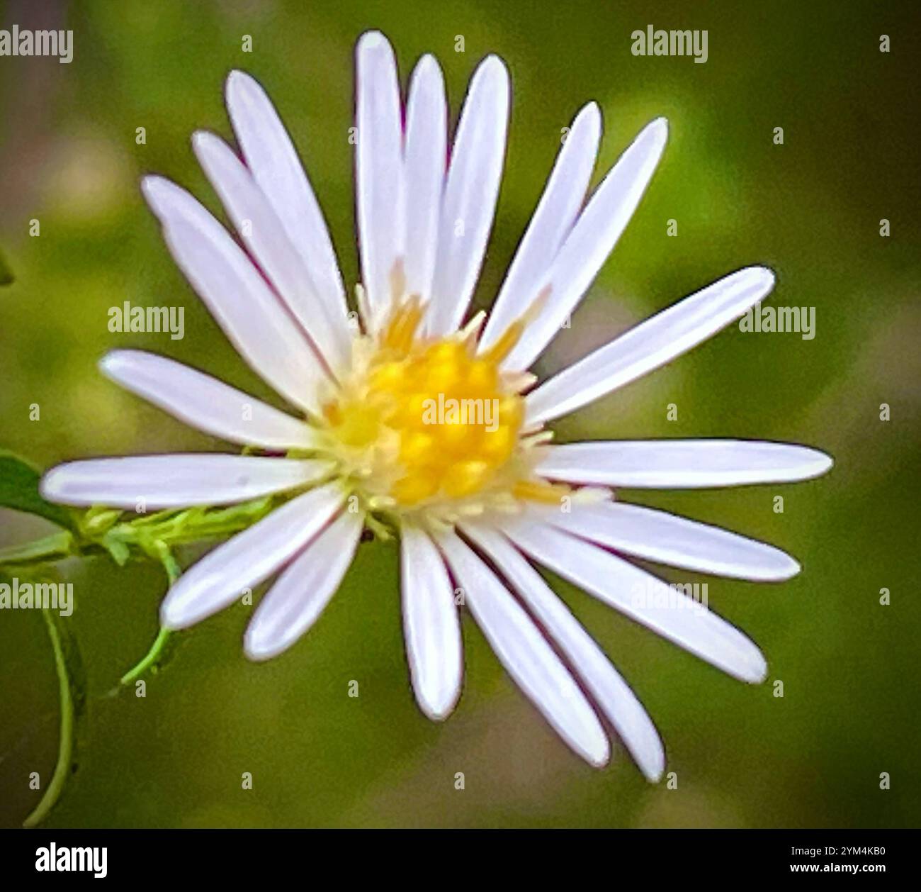 hairy white oldfield aster (Symphyotrichum pilosum Stock Photo - Alamy