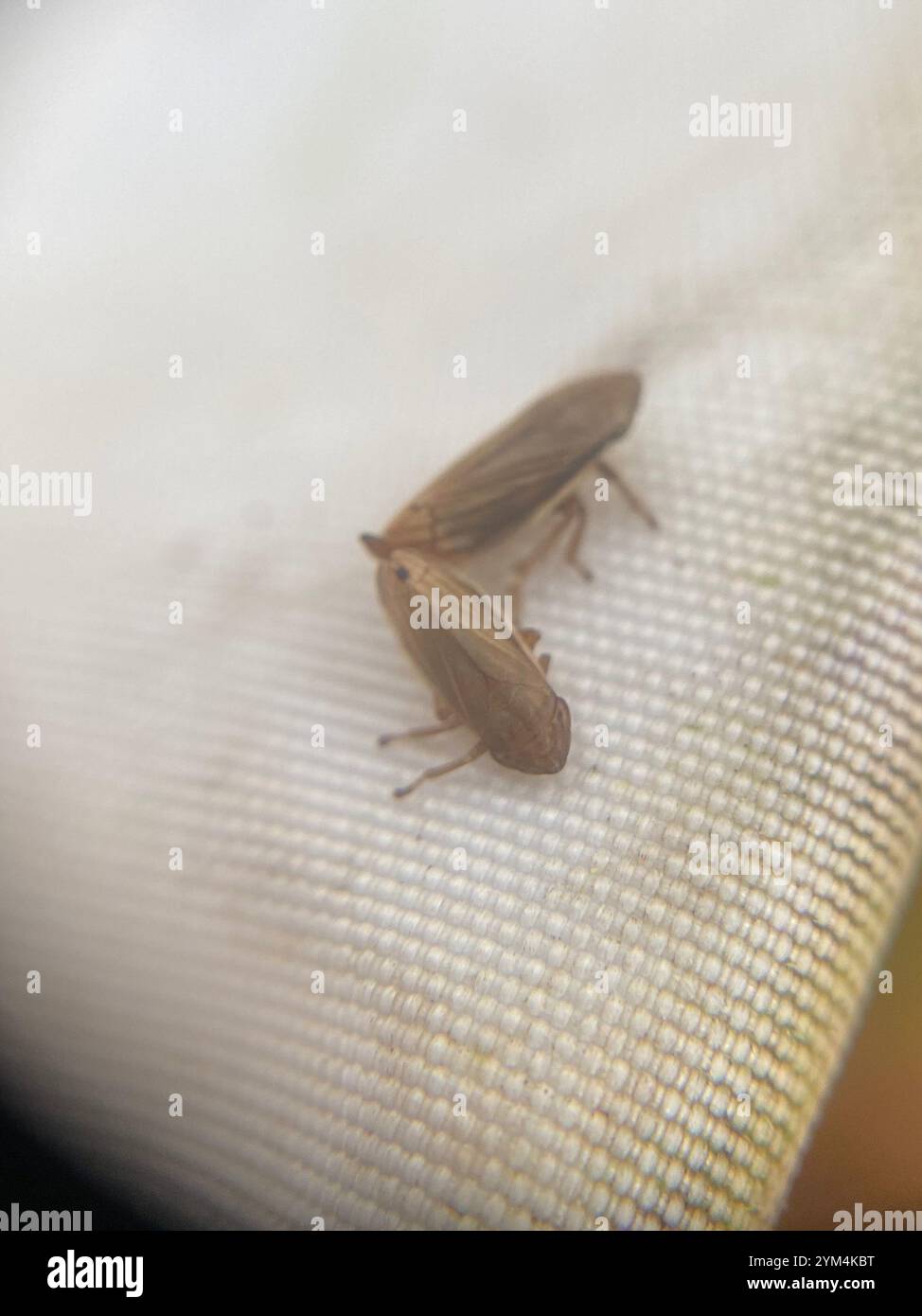Lined Spittlebug (Neophilaenus lineatus Stock Photo - Alamy