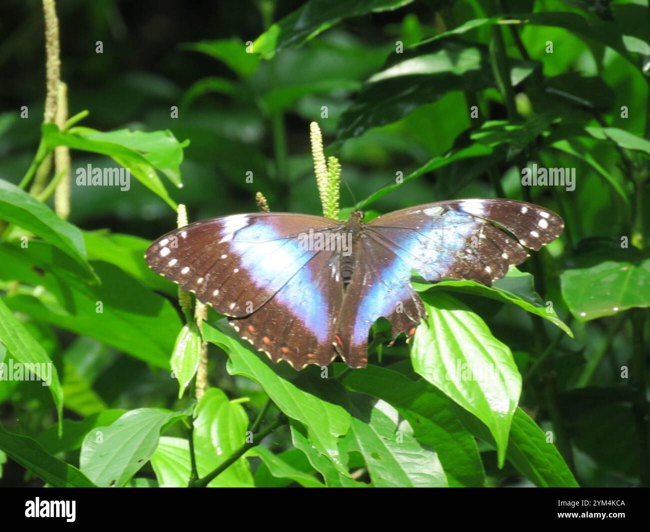 Common Morpho (Morpho helenor Stock Photo - Alamy