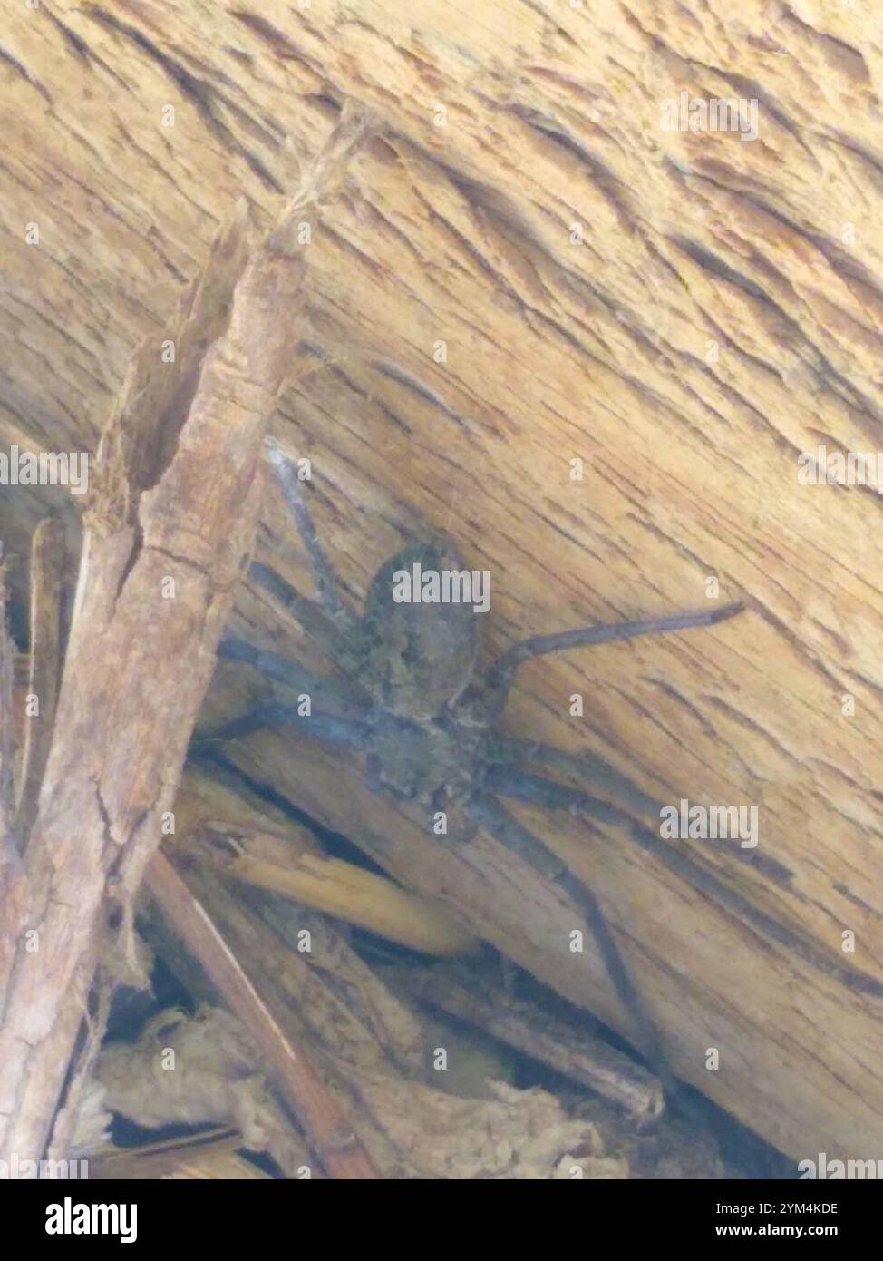 Pantropical huntsman spider hi-res stock photography and images - Alamy