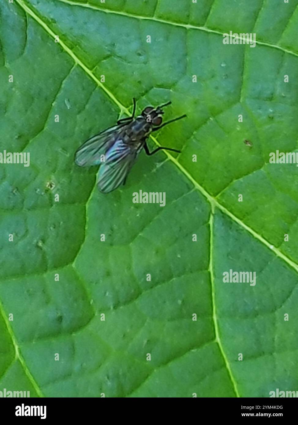 Root-maggot Flies (Anthomyiidae Stock Photo - Alamy