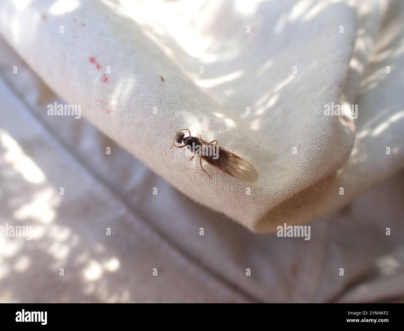 Citronella Ants, Fuzzy Ants, and Allies (Lasius Stock Photo - Alamy