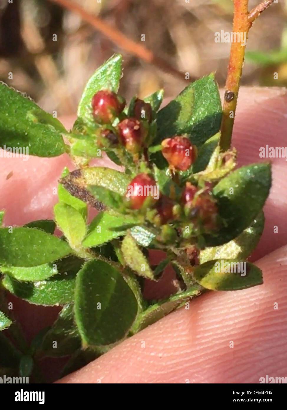 Hairy Pinweed (Lechea mucronata Stock Photo - Alamy