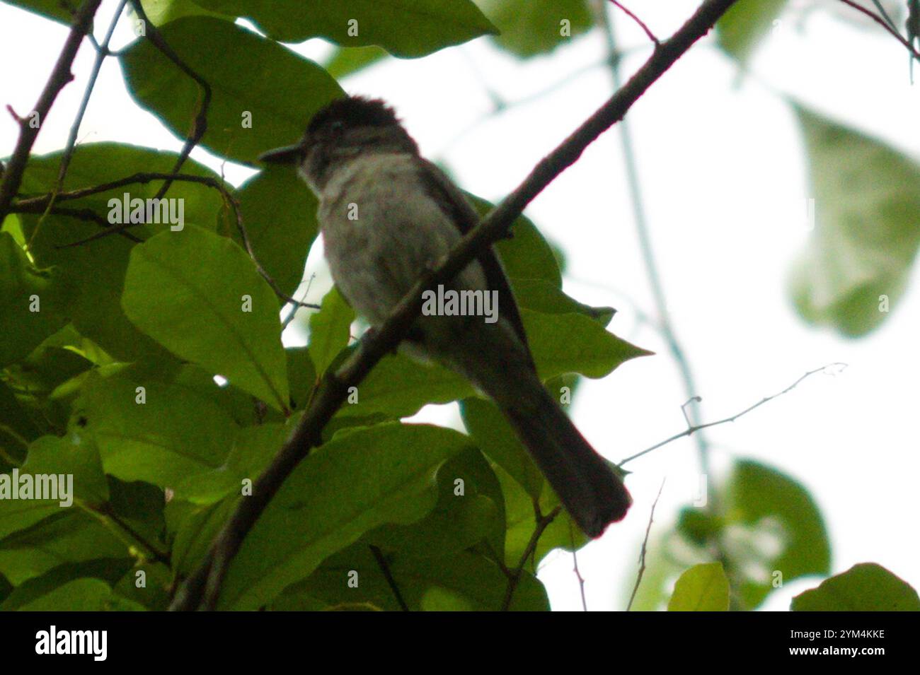 Sibilator hi-res stock photography and images - Alamy