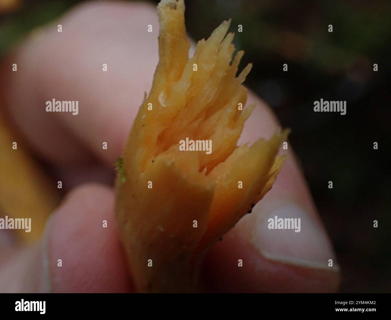 Woolly Pine Spike (Chroogomphus tomentosus Stock Photo - Alamy