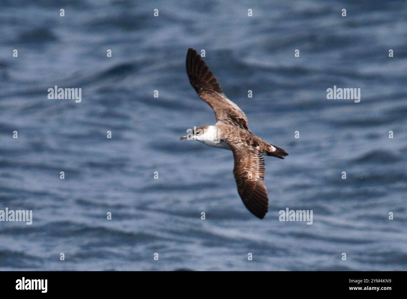 Great Shearwater (Ardenna gravis Stock Photo - Alamy