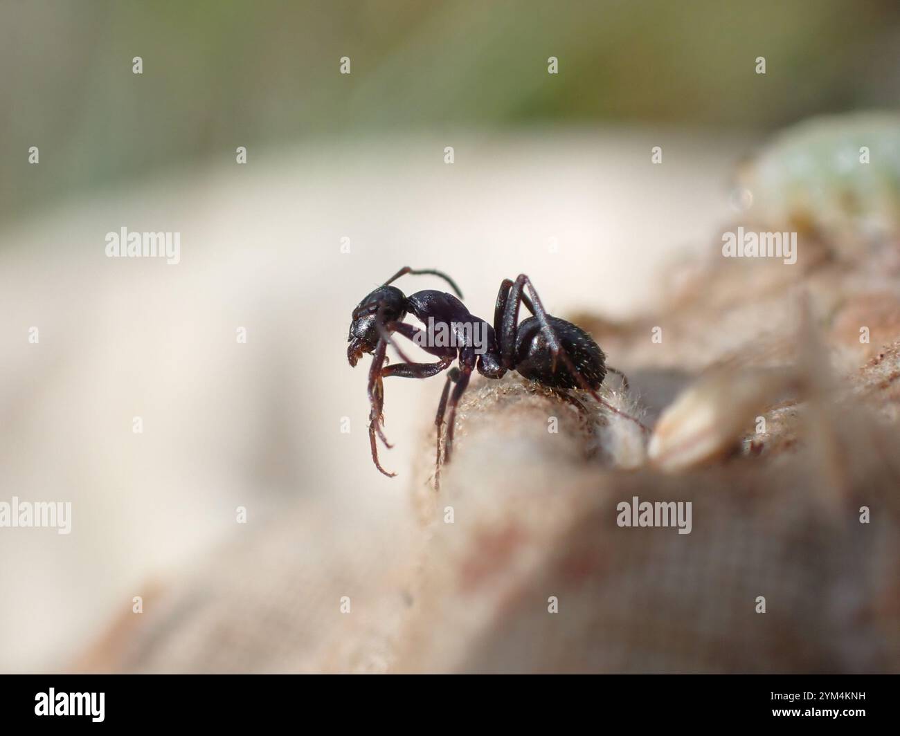 fusca-group Field Ants and Allies (Formica fusca Stock Photo - Alamy