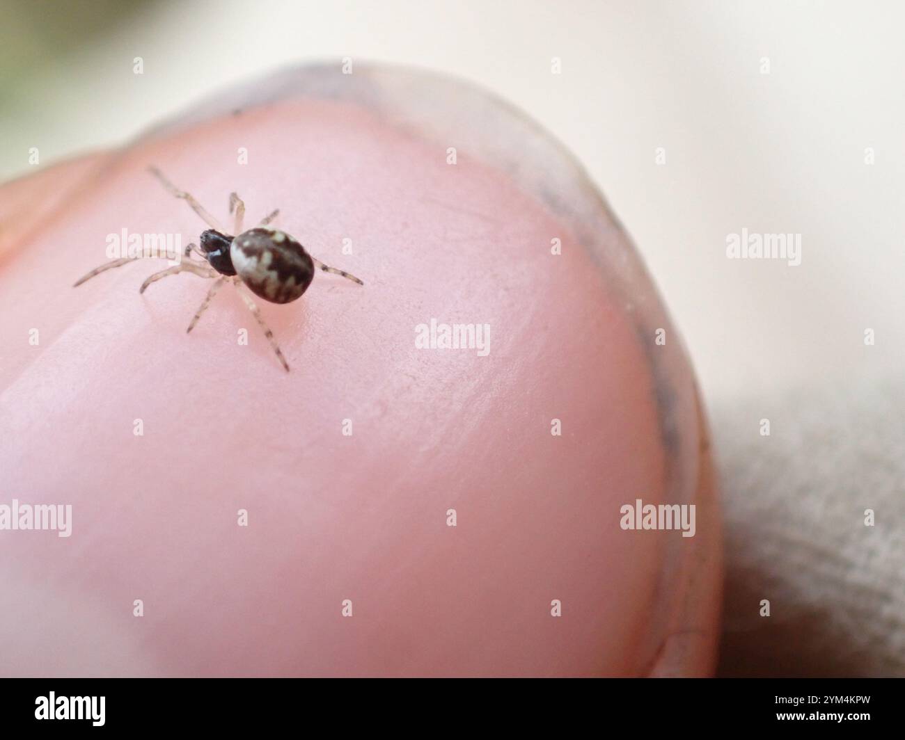 Conical Trashline Orbweaver (Cyclosa conica Stock Photo - Alamy