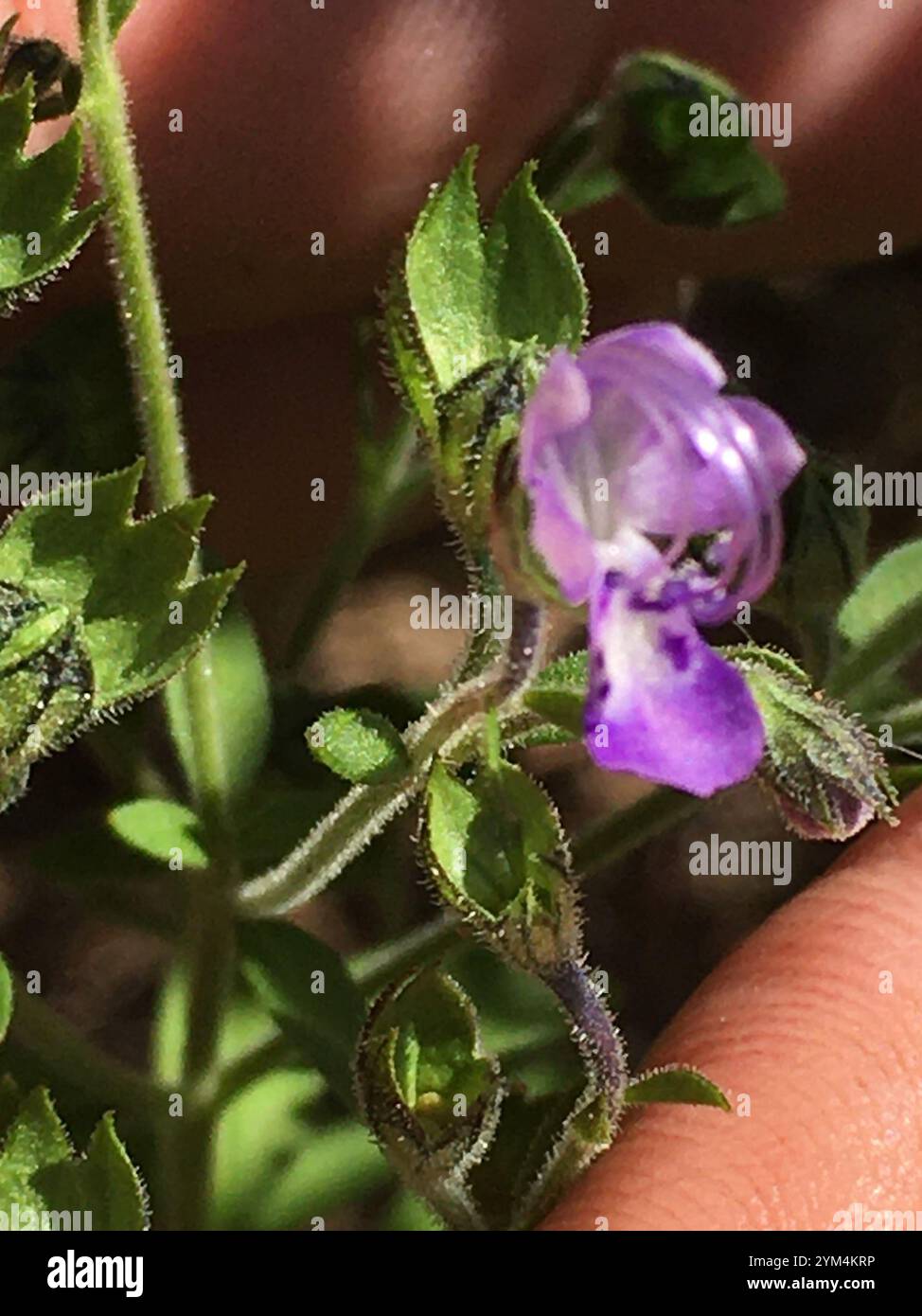 Blue Curls (Trichostema dichotomum Stock Photo - Alamy