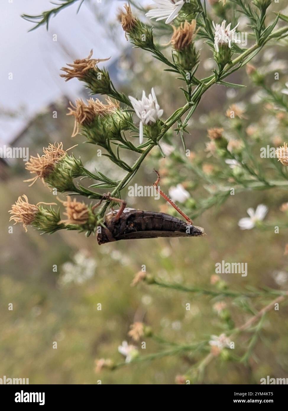 Entomophaga hi-res stock photography and images - Alamy