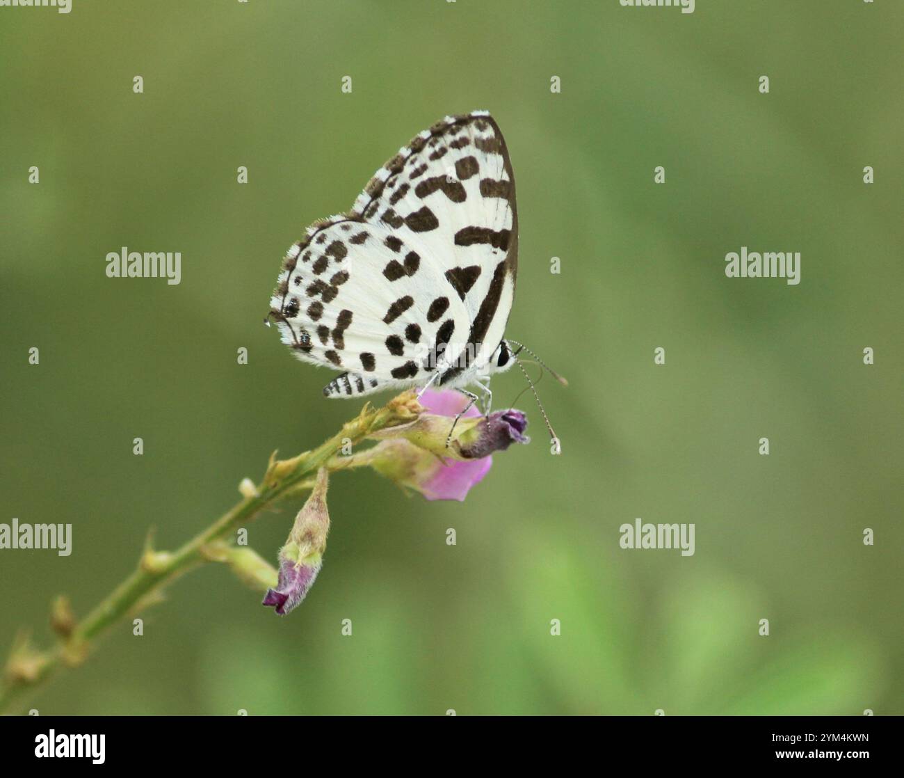 Common Pierrot (Castalius rosimon Stock Photo - Alamy