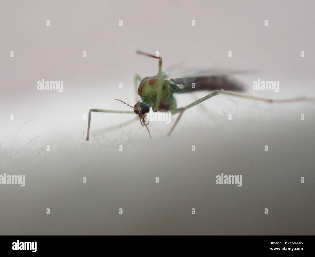 Non-biting Midges (Chironomidae Stock Photo - Alamy