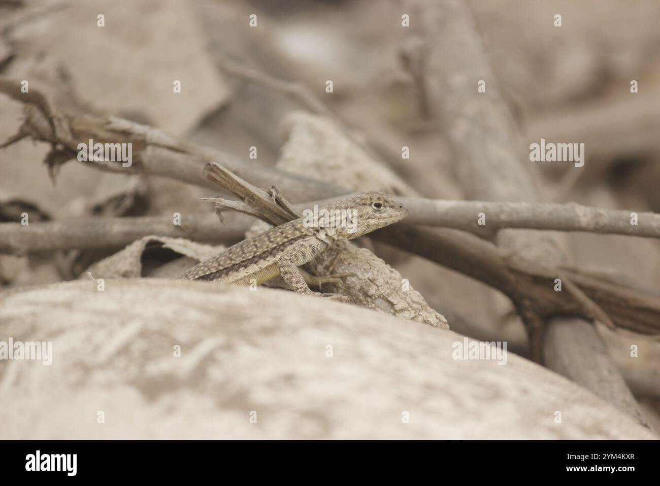 Peru Pacific Iguana (Microlophus peruvianus Stock Photo - Alamy