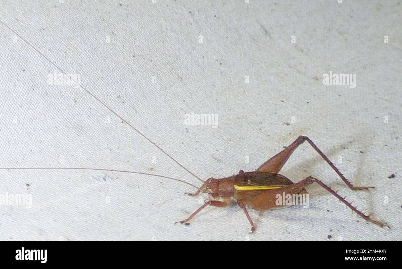 Hapithus hi-res stock photography and images - Alamy