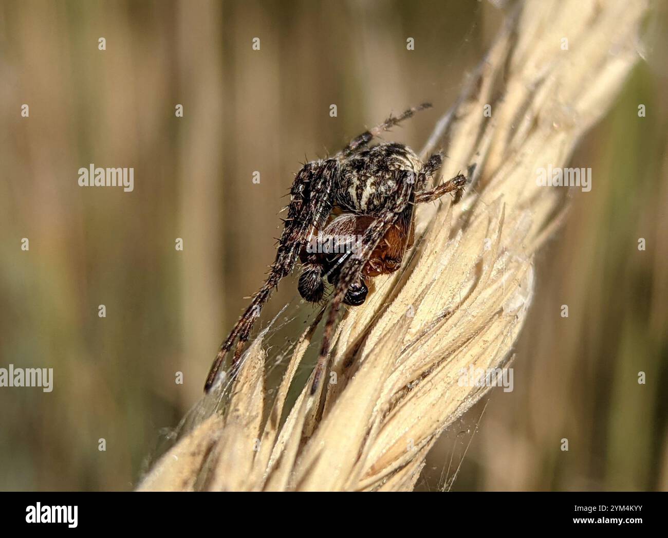 Furrow Spiders (Larinioides Stock Photo - Alamy