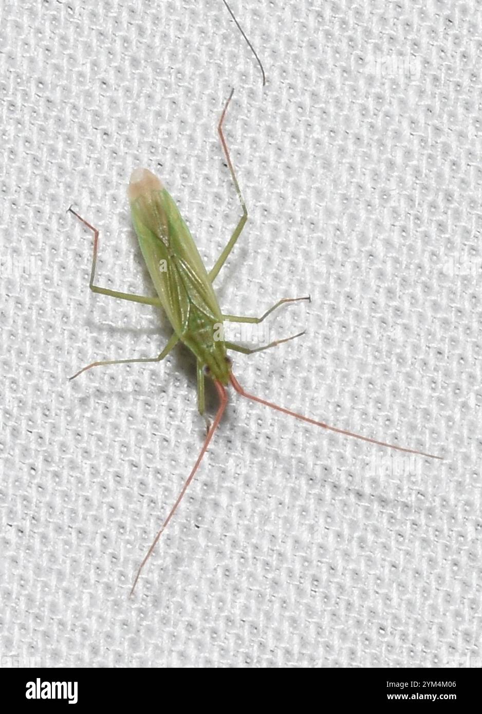 Rice Leaf Bug (Trigonotylus caelestialium Stock Photo - Alamy