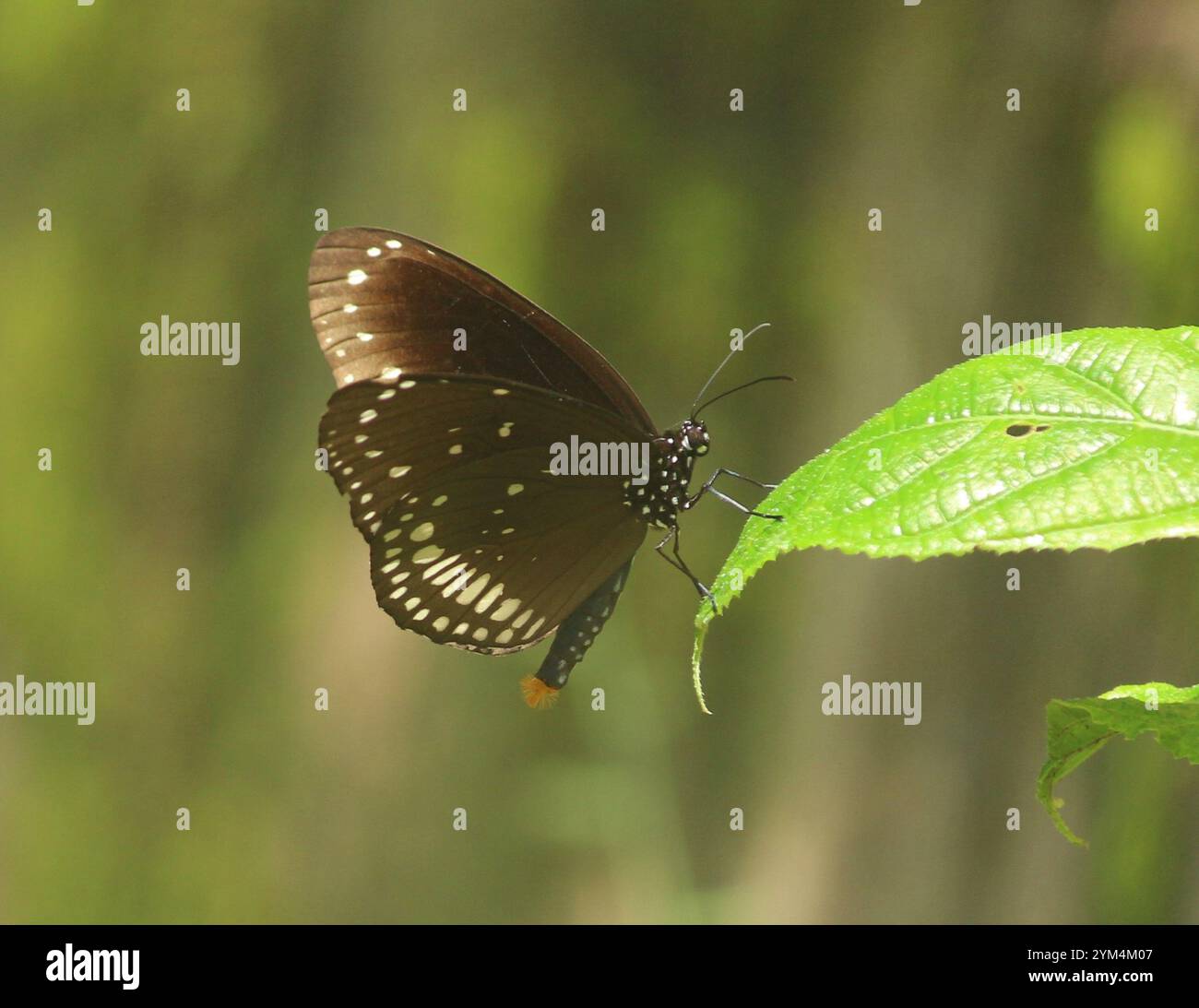 Common Crow Butterfly (Euploea core Stock Photo - Alamy