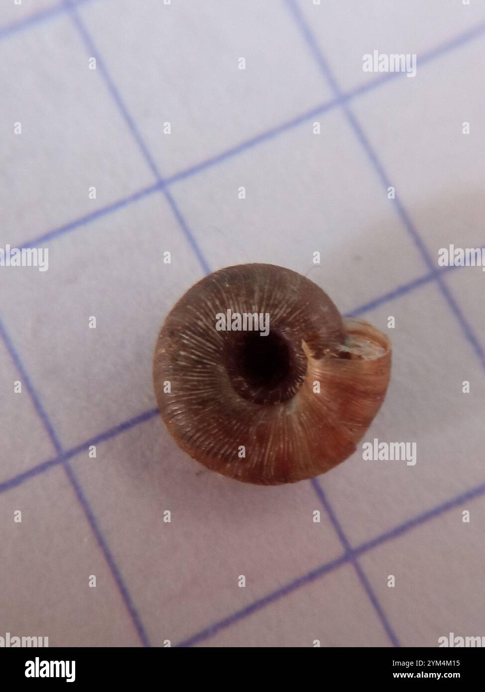 Rounded Snail (Gonyodiscus rotundatus Stock Photo - Alamy