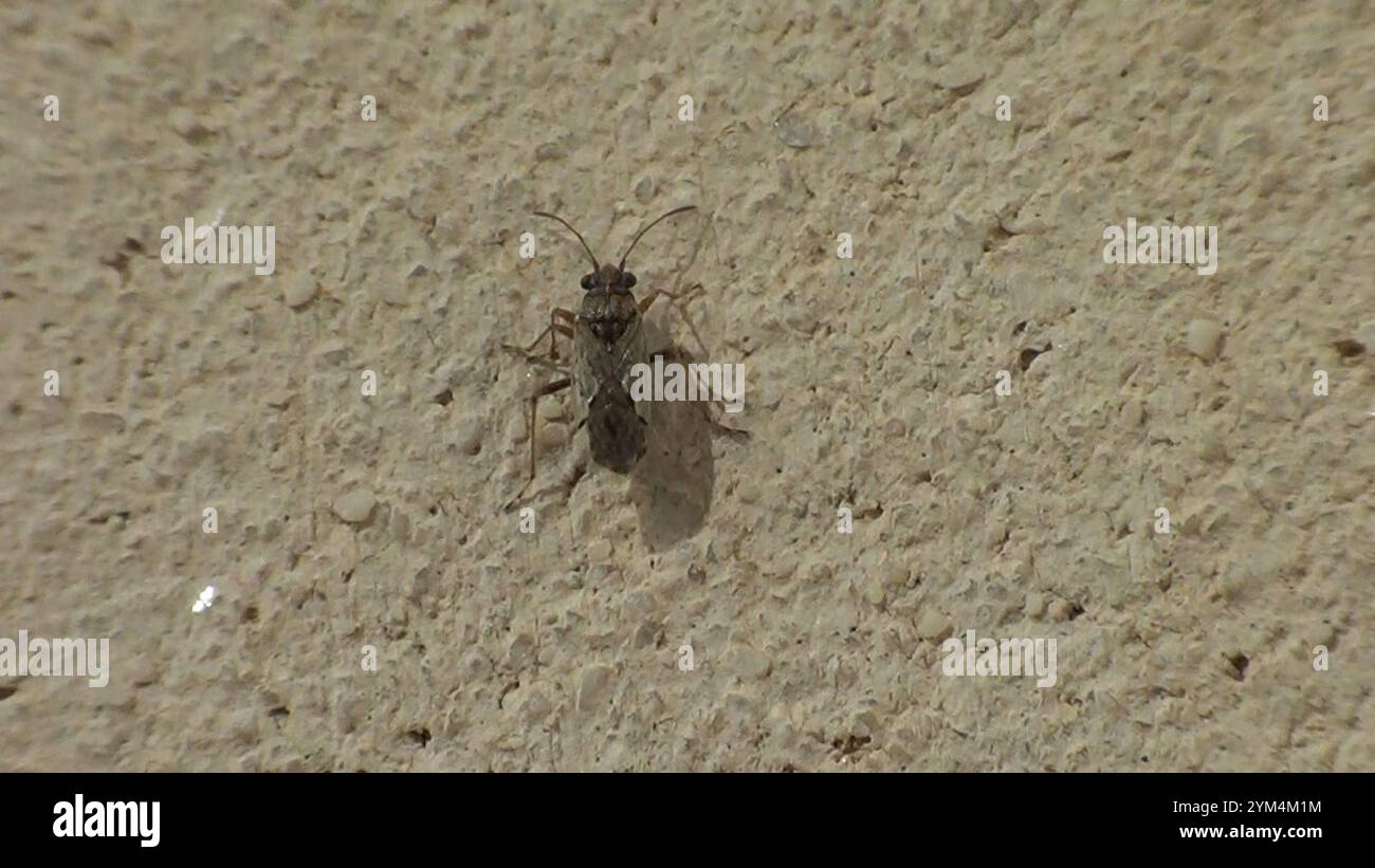 False chinch bugs (Nysius Stock Photo - Alamy