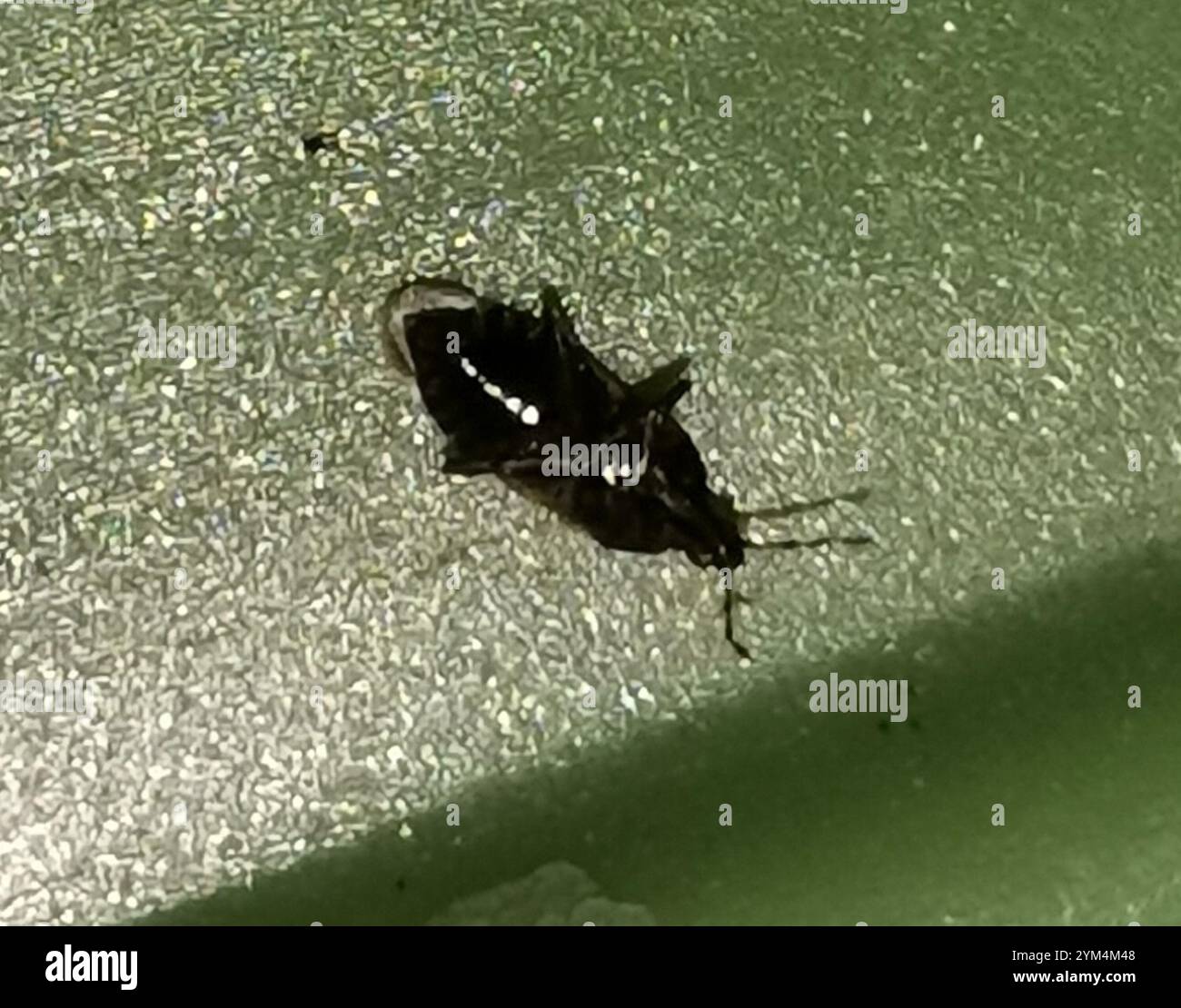 Minute pirate bugs (Anthocoridae Stock Photo - Alamy